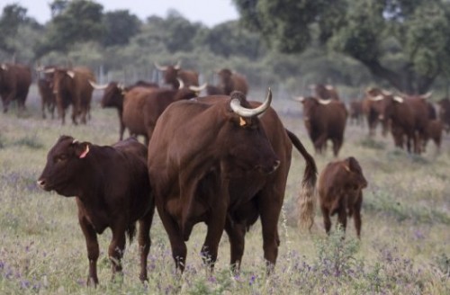 La SAT Carne de Retinto gana mercado en defensa de la raza autóctona ...