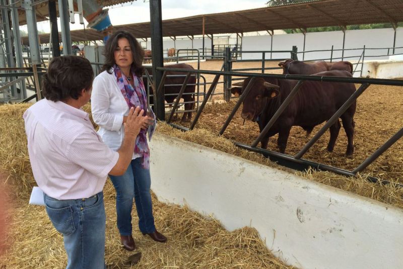 Cinco premios para el ganado de raza Retinta de la Diputación de Cádiz ...