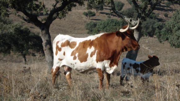 Berrenda participa en un curso sobre razas en peligro de extinción y ...