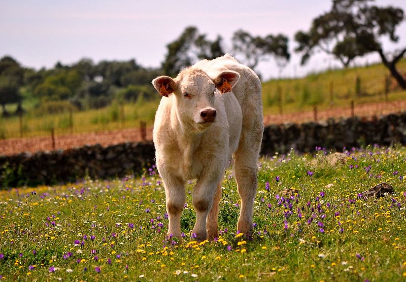 La raza Charolesa se da cita en la Exposición de Vacuno de Salamanca ...