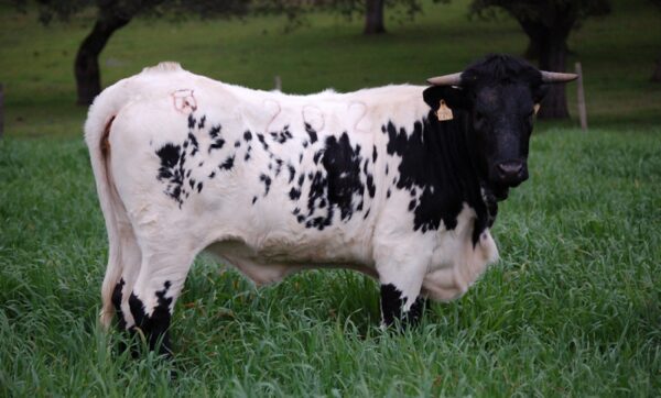 Exposición de Berrenda en Negro en la Feria de Almodóvar del Campo ...