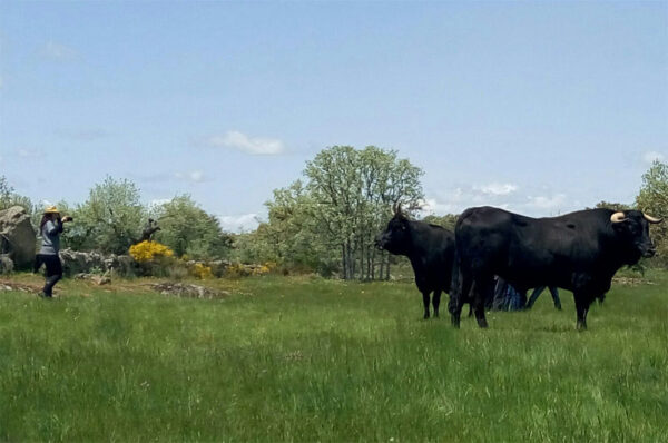 Promocionan la carne de Sayaguesa como la raza más antigua de Europa ...