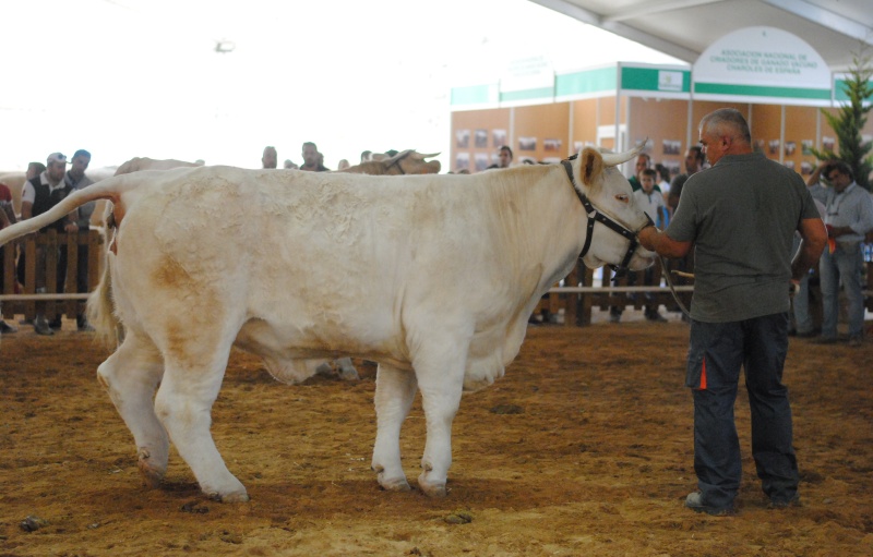Salamanca acogerá un año más el Concurso Nacional de la Raza Charolesa ...