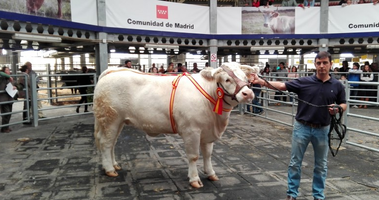 Colmenar Viejo (Madrid) acoge la próxima subasta de la raza Charolesa ...