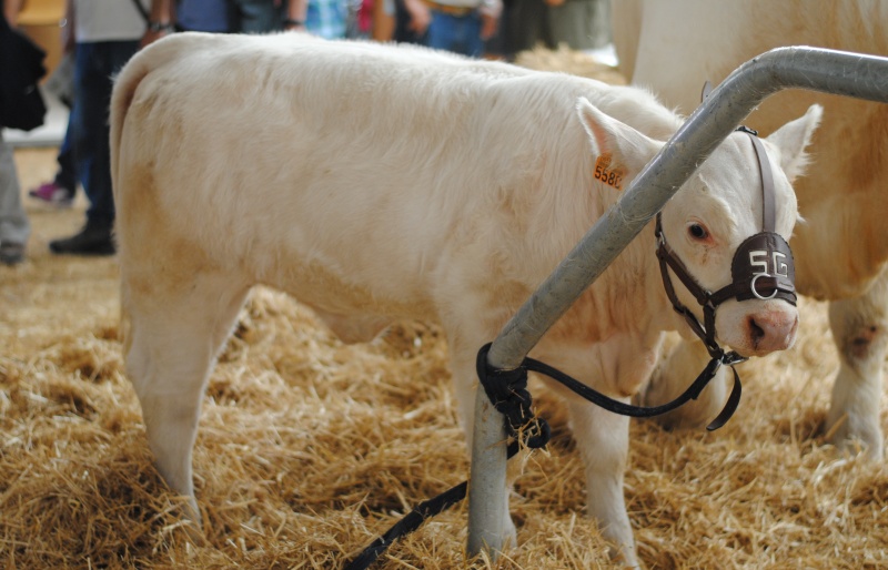 La raza Charolesa tendrá nueve subastas oficiales durante el presente ...