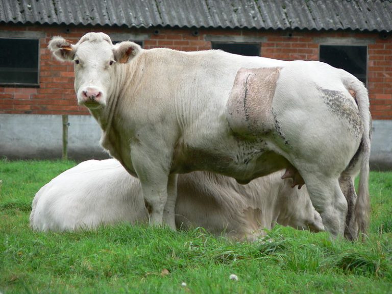VACUPEDIA - RAZAS (Belgian Blue) - Vacuno de élite | Pasión por las vacas