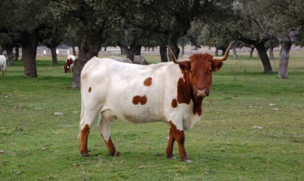 La raza Berrenda en Colorado es protagonista de la Feria de Almodóvar ...