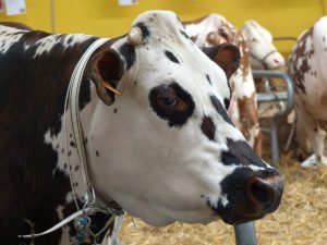 VACUPEDIA - RAZAS (Normanda) - Vacuno de élite | Pasión por las vacas