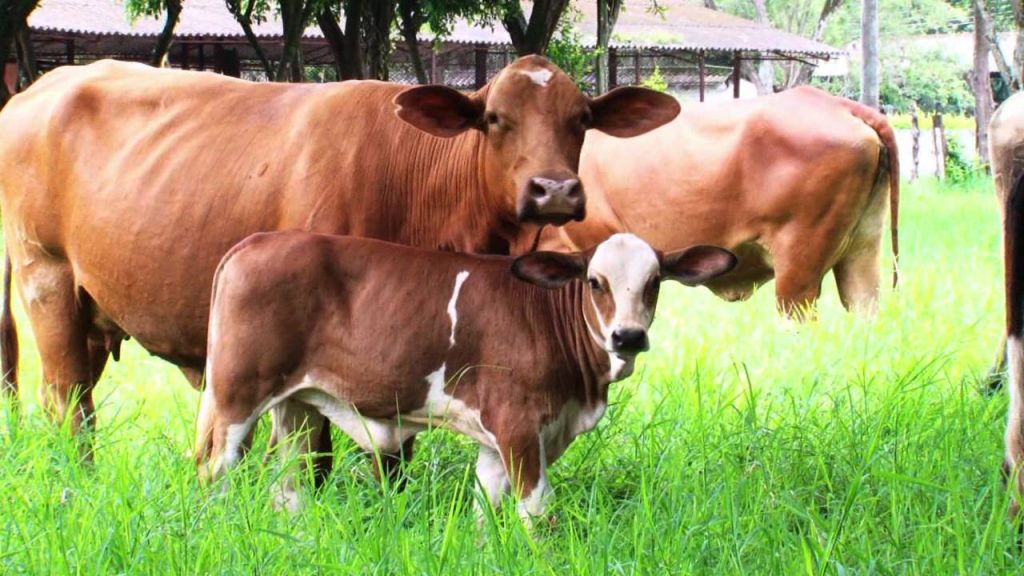 VACUPEDIA - RAZAS (Simbrah) - Vacuno de élite | Pasión por las vacas