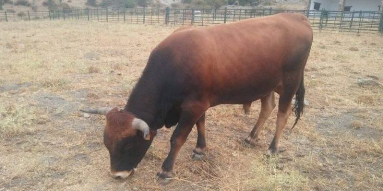 Primera incorporación de animales de raza Pajuna al Censyra de Badajoz ...