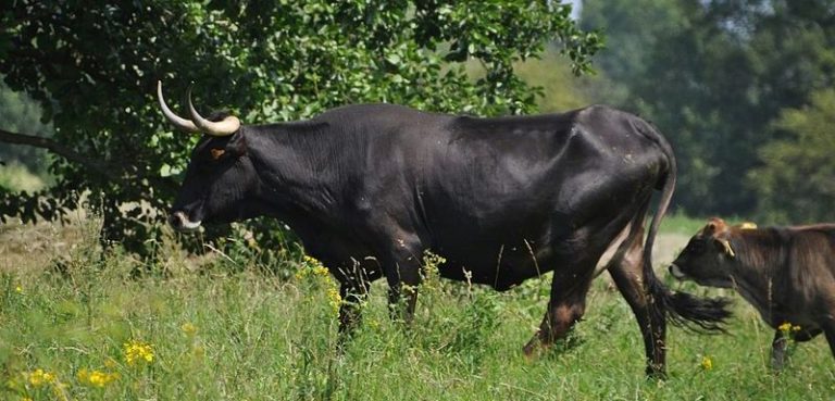 Ayudas para las razas Sayaguesa y Alistana-Sanabresa en Zamora - Vacuno ...