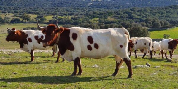 Aprobado el nuevo Programa de Cría de la raza Berrenda en Colorado ...