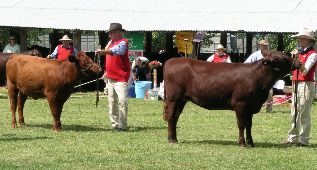 VACUPEDIA - RAZAS (Red Poll) - Vacuno de élite | Pasión por las vacas