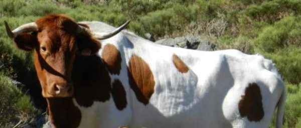 Las razas Berrendas se muestran en una jornada técnica de la FIG de ...