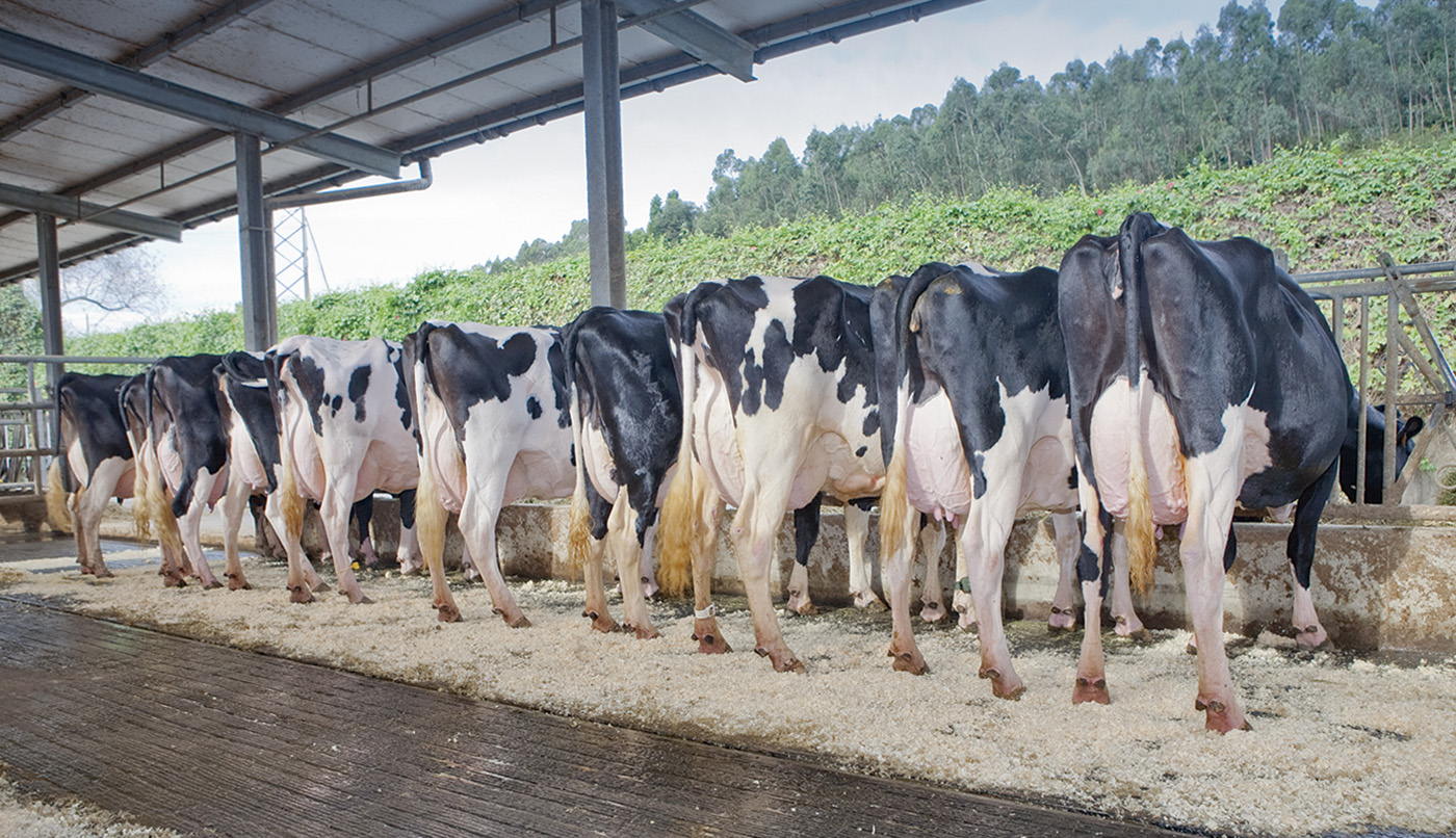 Entrevista: JOSÉ ANTONIO JIMÉNEZ- Salud, ordeño y genética en el vacuno ...
