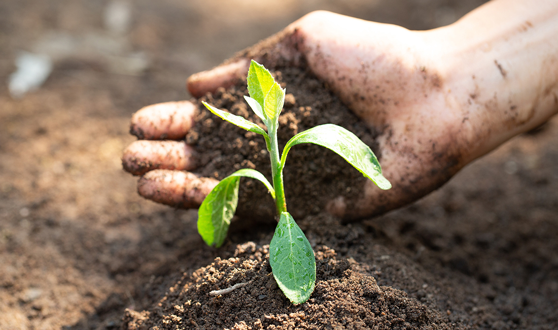 Importancia y valor del encalado en el cultivo de forrajes - Vacuno de ...