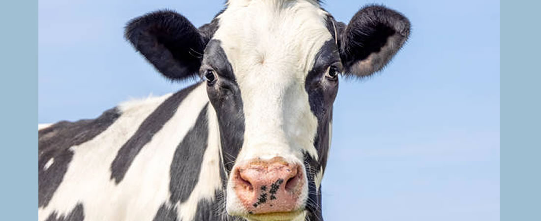 XXXI Concurso Autonómico de la Raza Frisona Fefriga 2023 y XXXVI Open ...