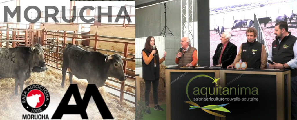 La raza Morucha se promociona en Aquitánima 2023 - Vacuno de élite ...