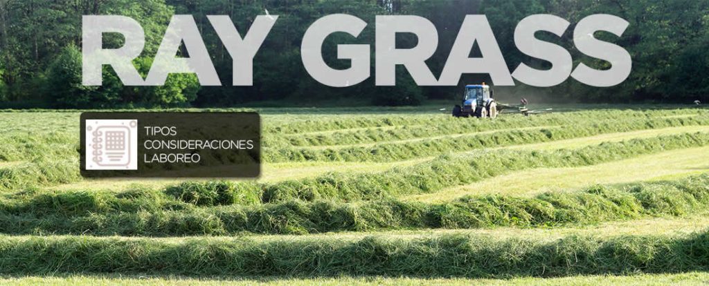 Triunfa con el Ray-grass: variedades, ciclo de cultivo y ...
